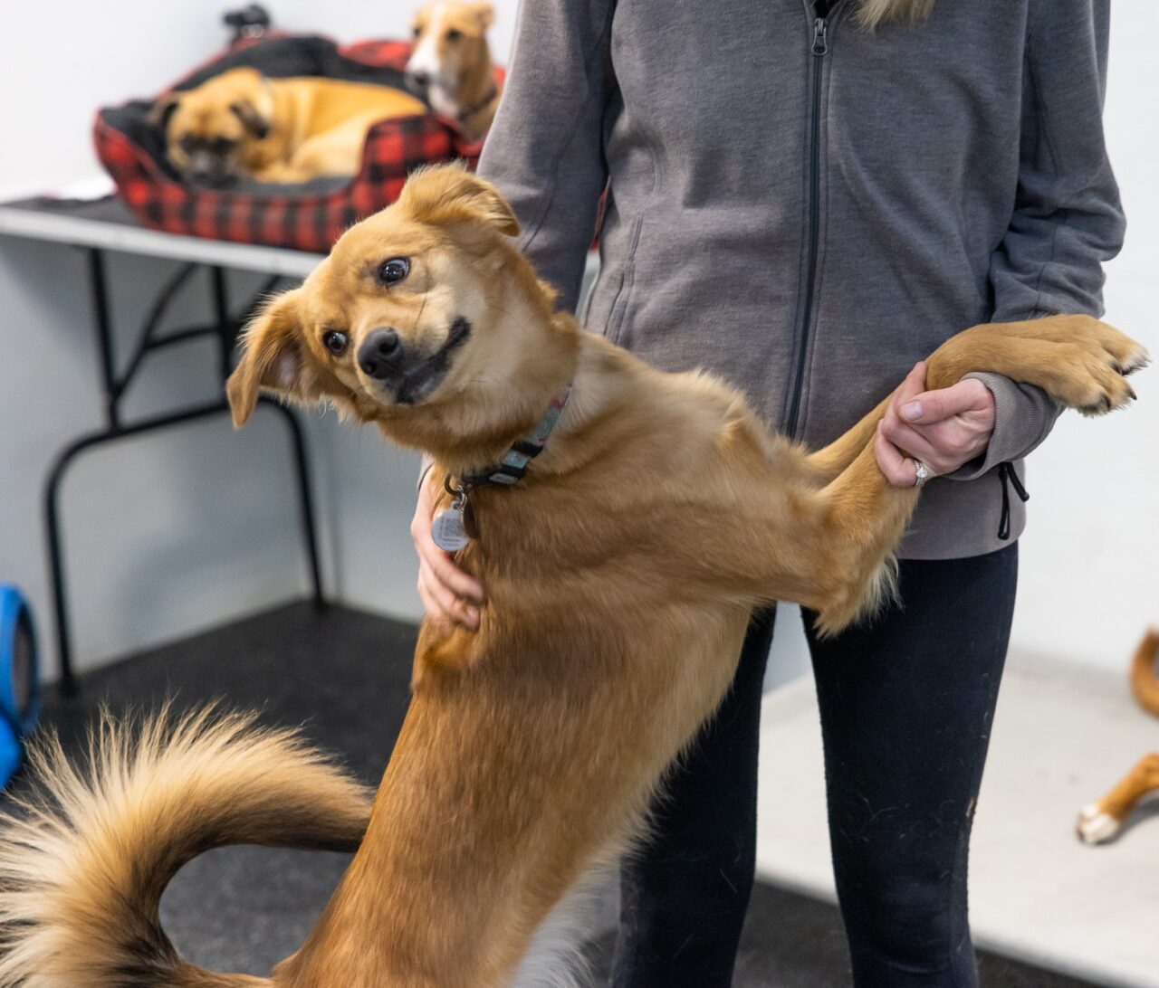 Premium Dog Boarding in South Philadelphia | Wag Days Philly